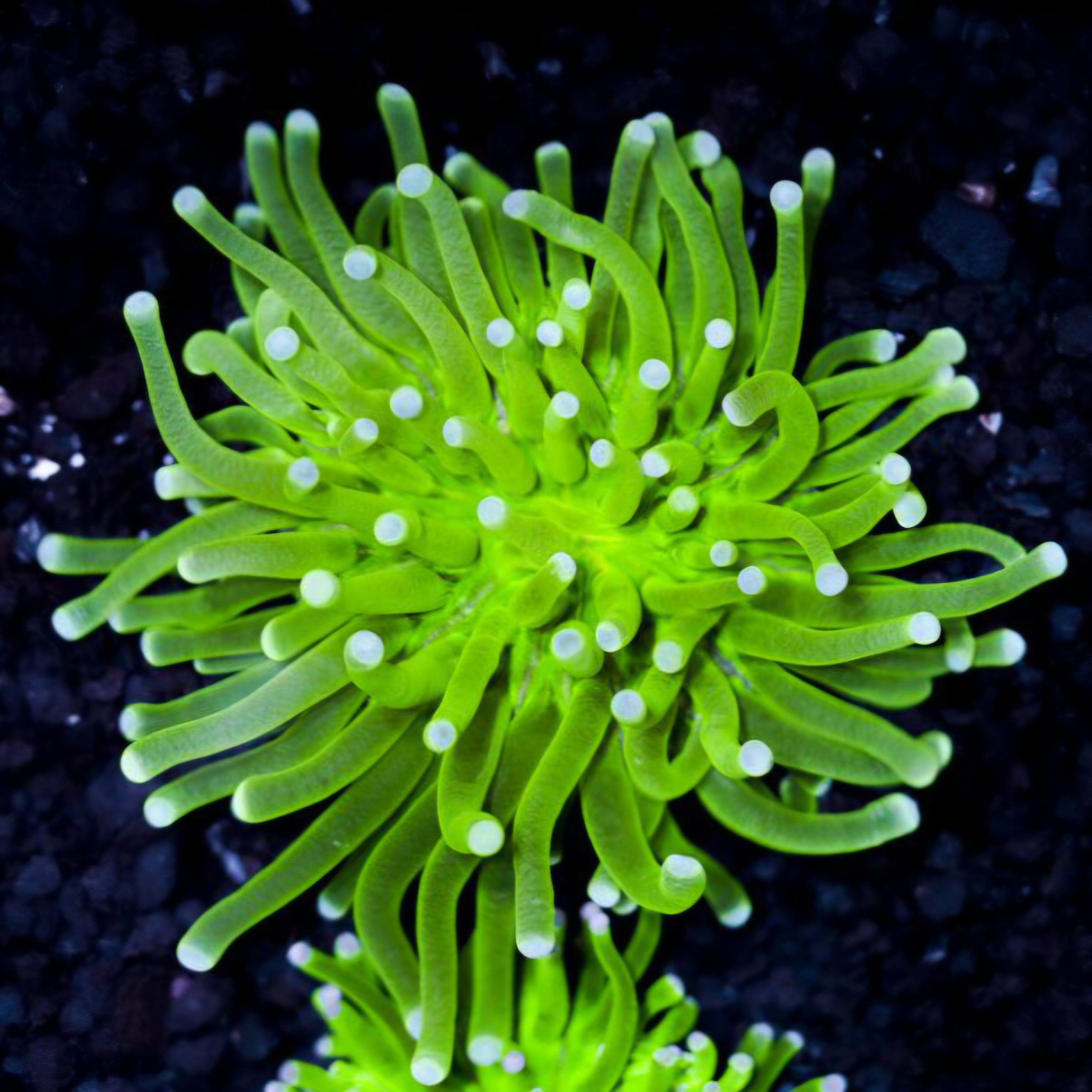 Apple Jolly Rancher Long Tentacle Plate – Hellfire Frags