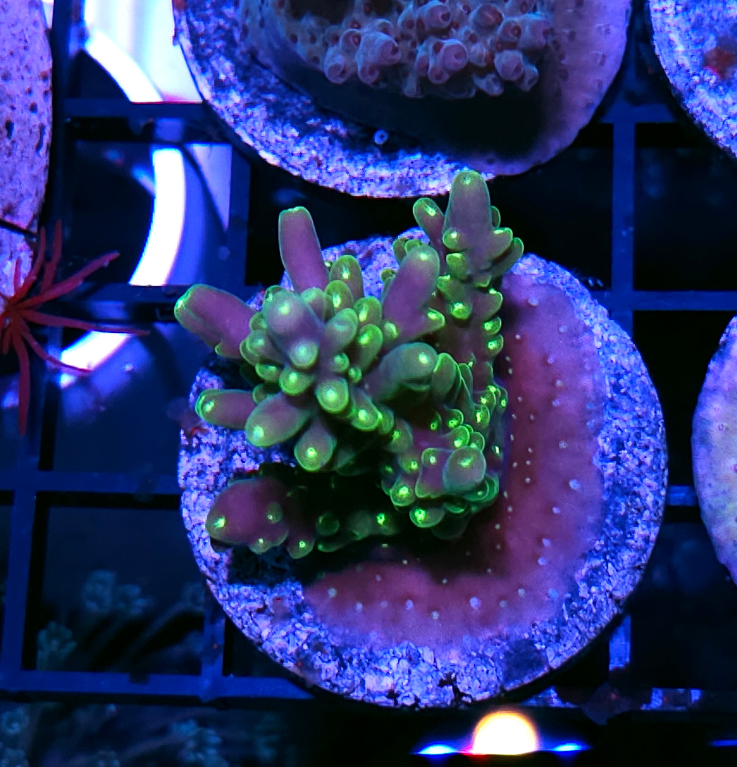 Alien Eye Acropora – Hellfire Frags