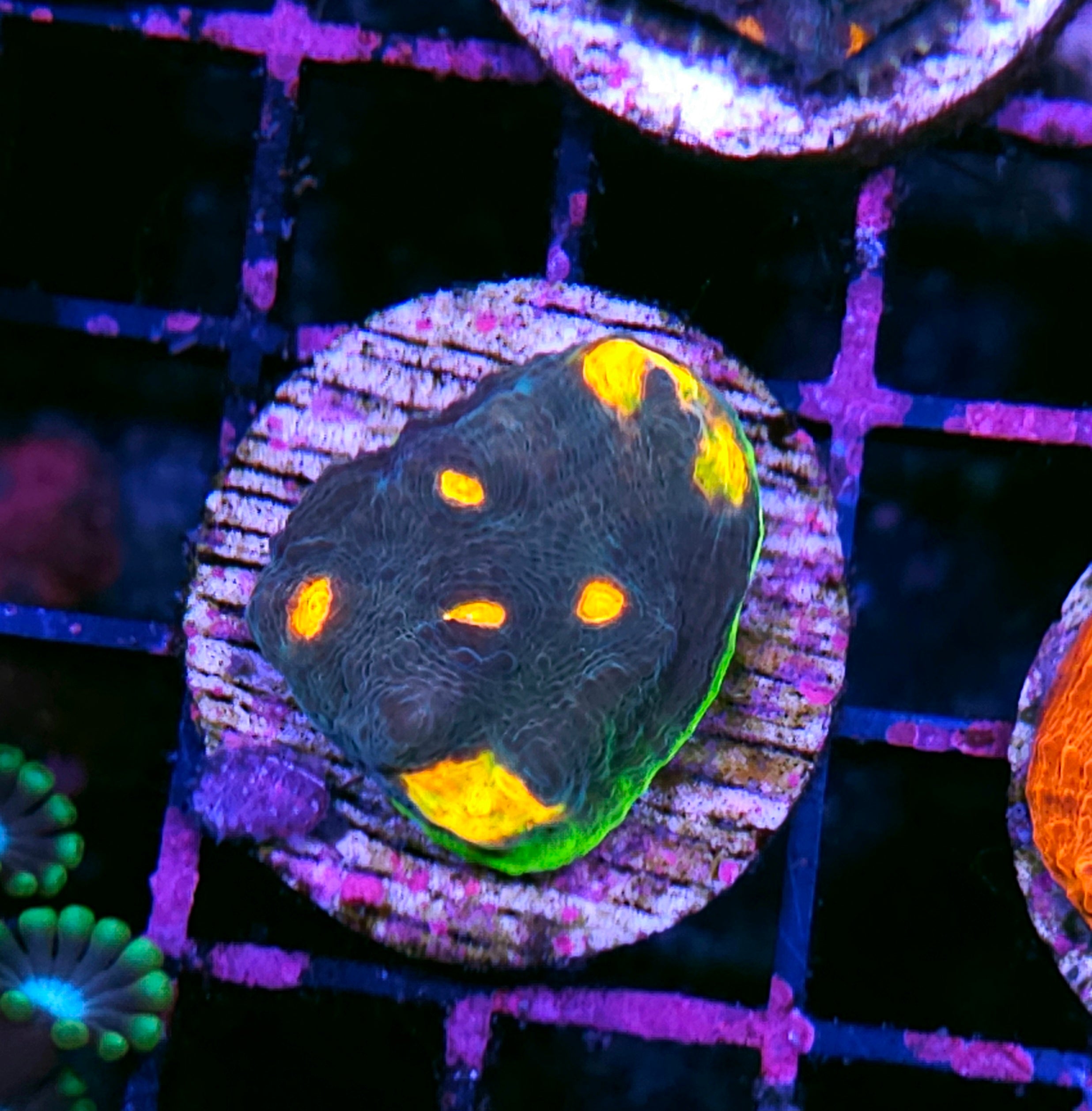 HF Venomous Bliss Chalice RARE – Hellfire Frags