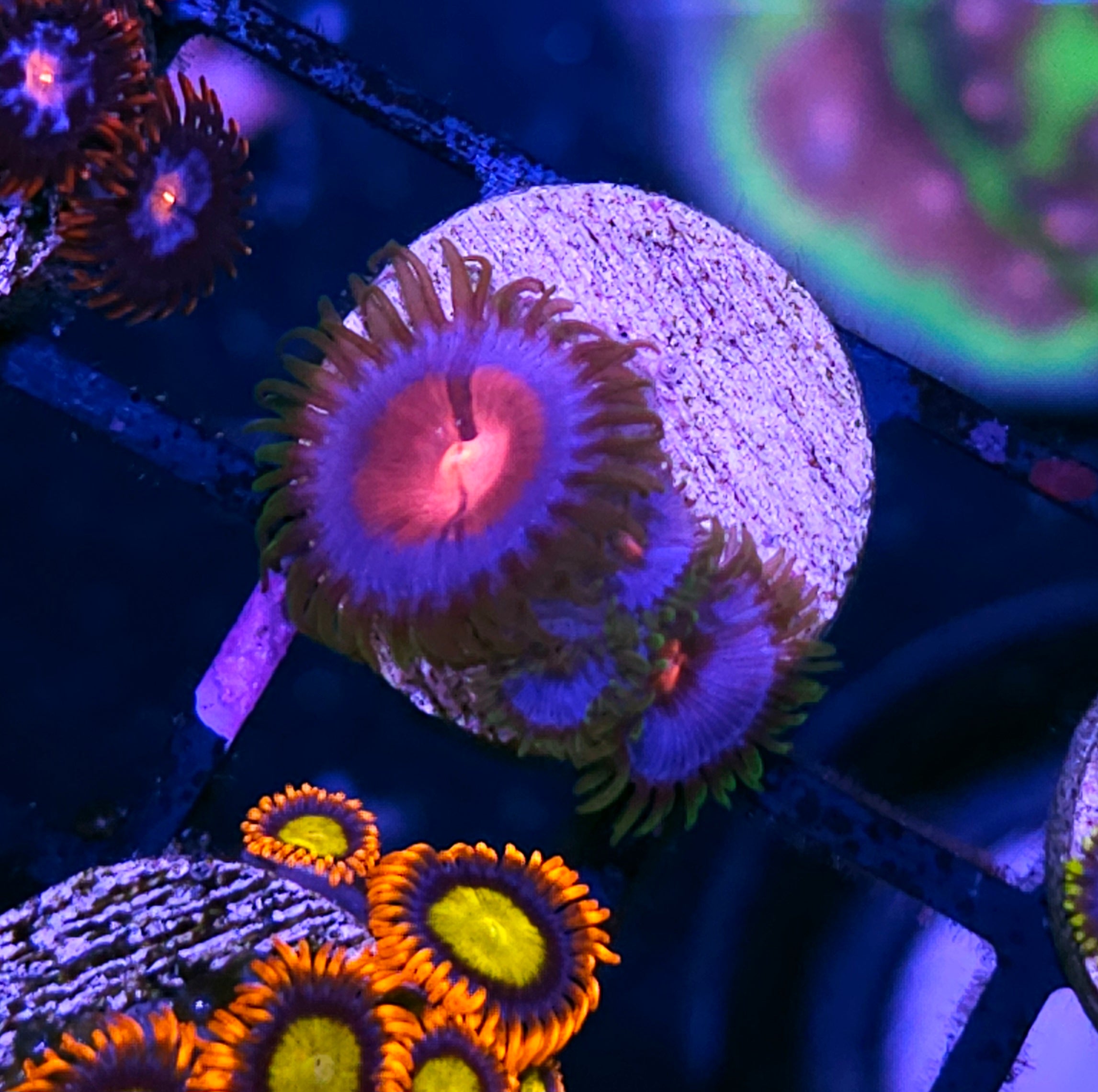 Miami Vice Zoas RARE – Hellfire Frags