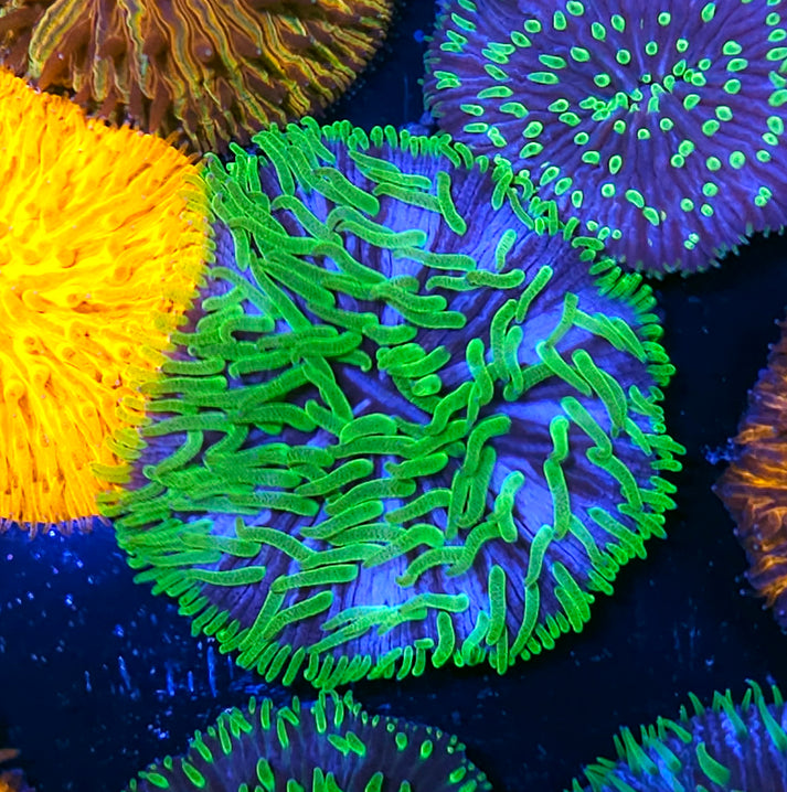 Toxic Medusa Fungia Plate – Hellfire Frags