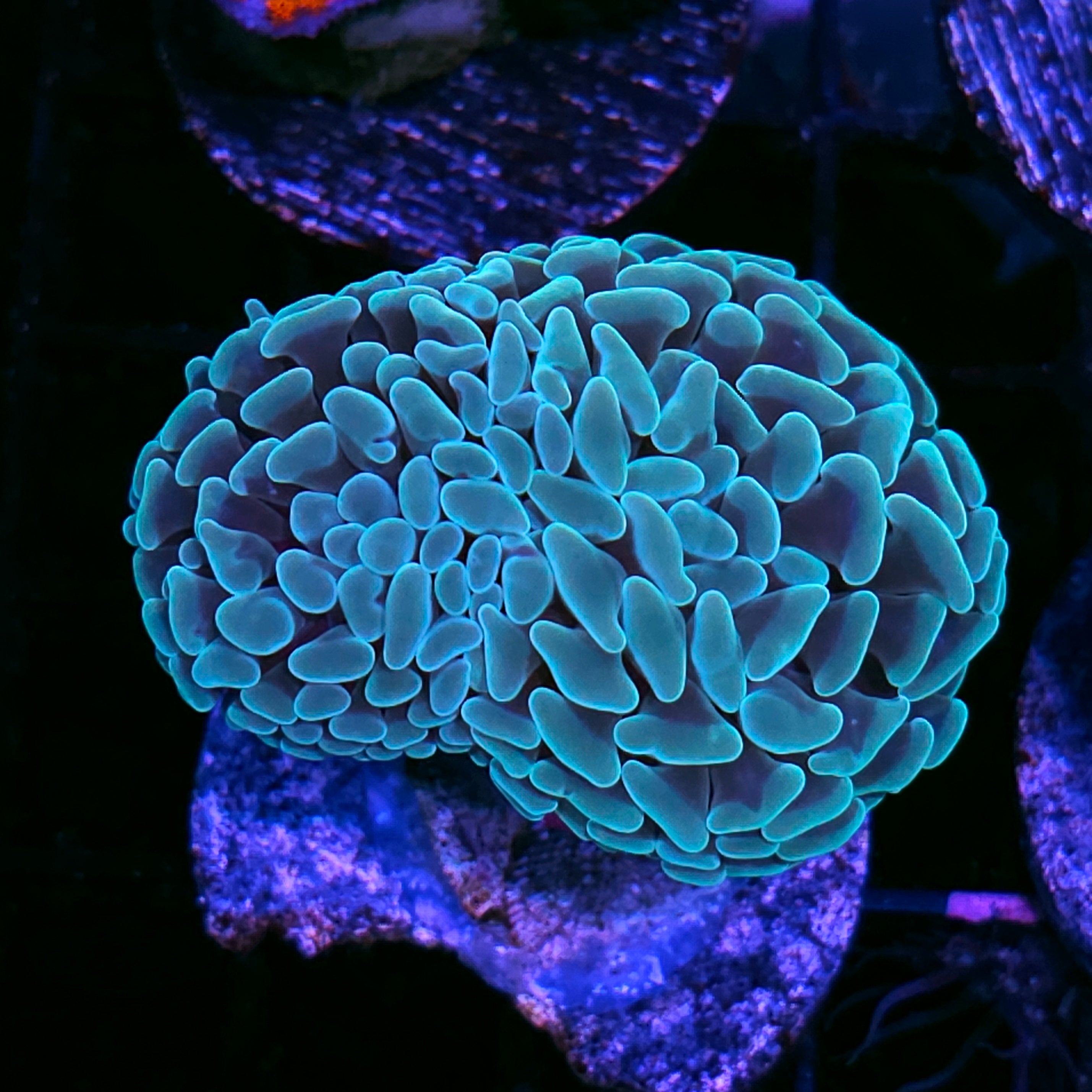 Mint Green Fat Head Branching Hammer – Hellfire Frags