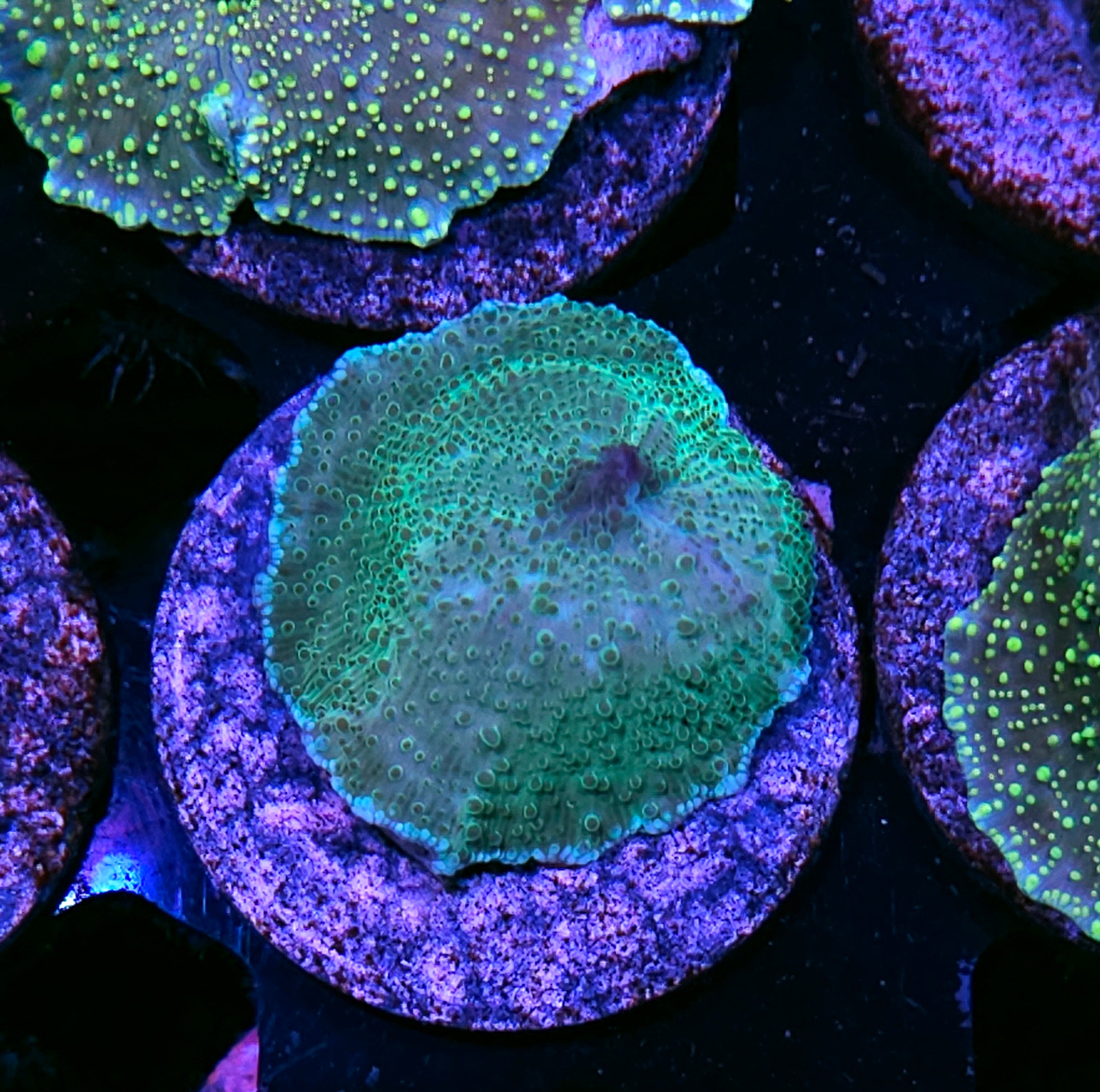 Blue Rim Mushroom – Hellfire Frags