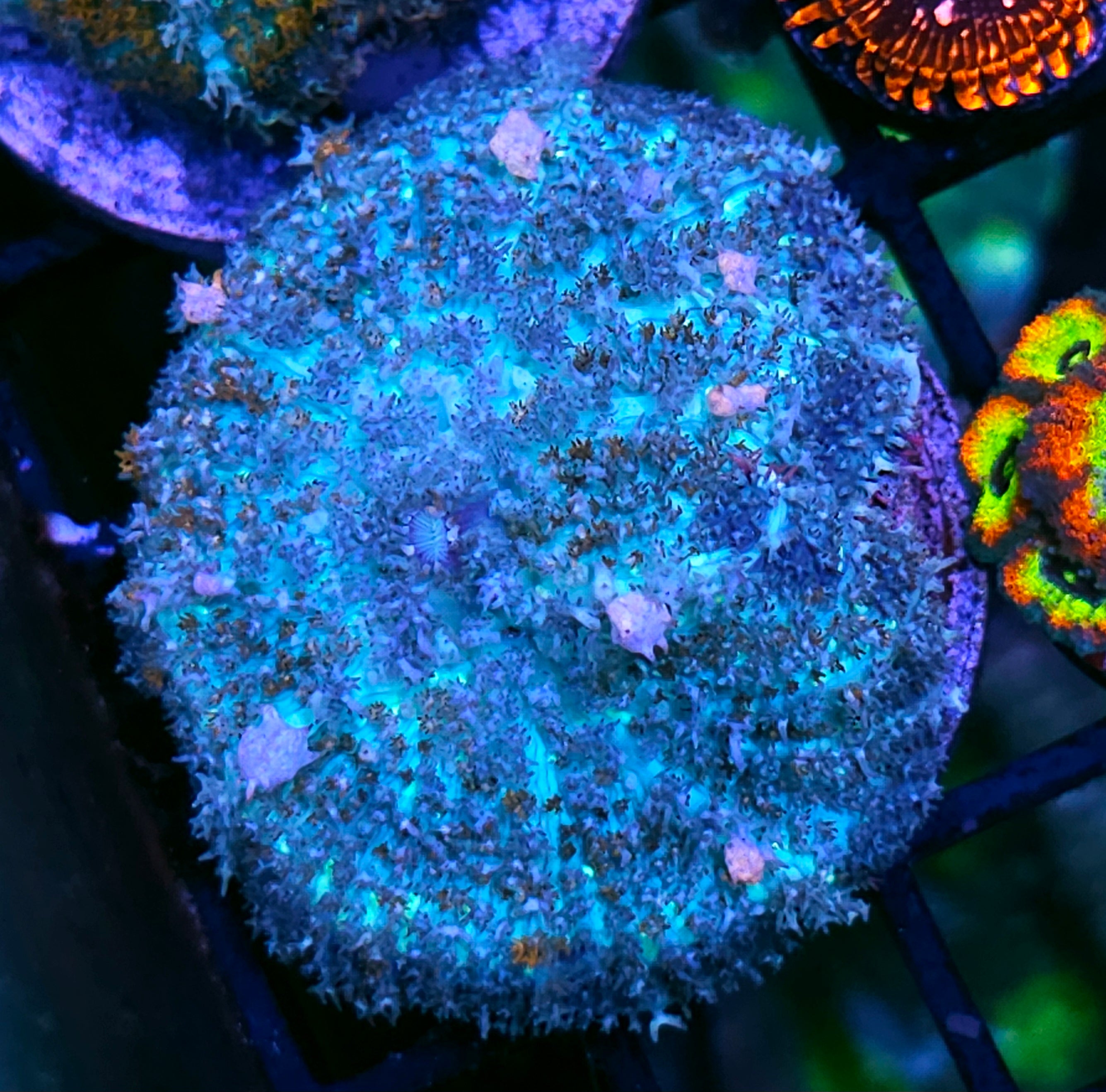 Silver Surfer Bounce Mushroom – Hellfire Frags