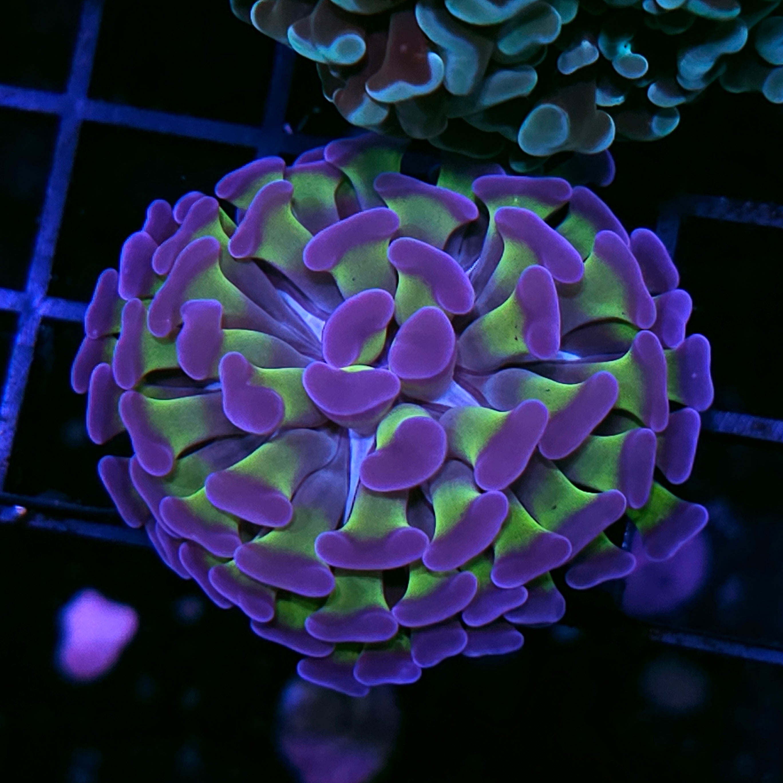 Riddler Branching Hammer – Hellfire Frags