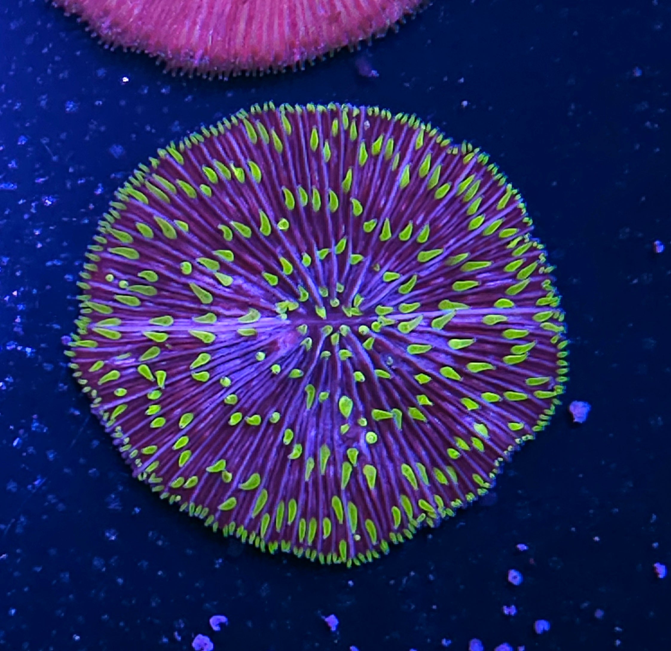 Trippy Medusa Fungia Plate – Hellfire Frags