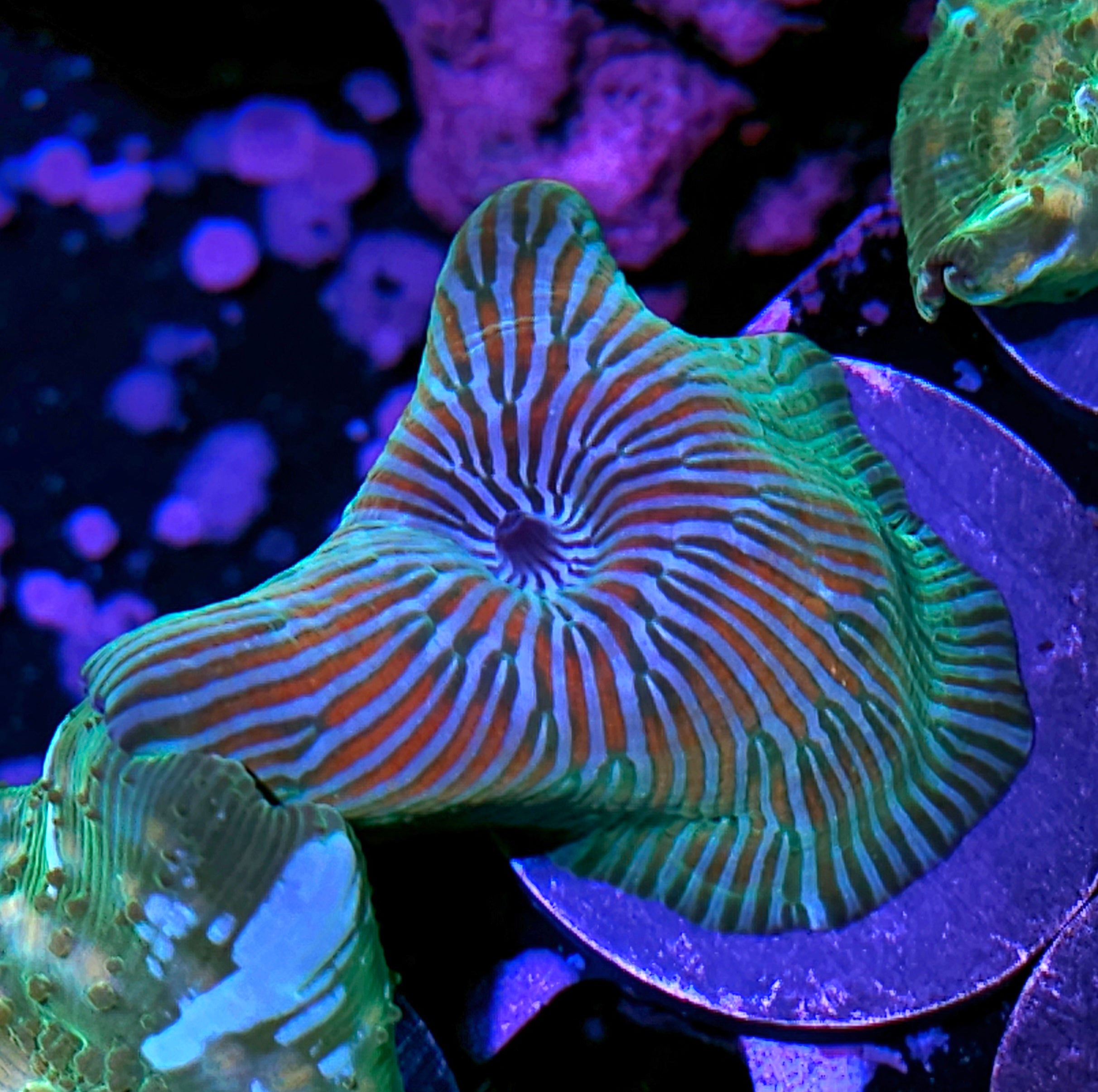 3" Watermelon Mushroom – Hellfire Frags