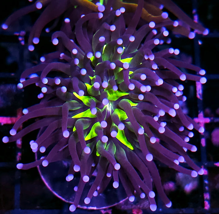 🃏Double Joker Torch🃏 – Hellfire Frags