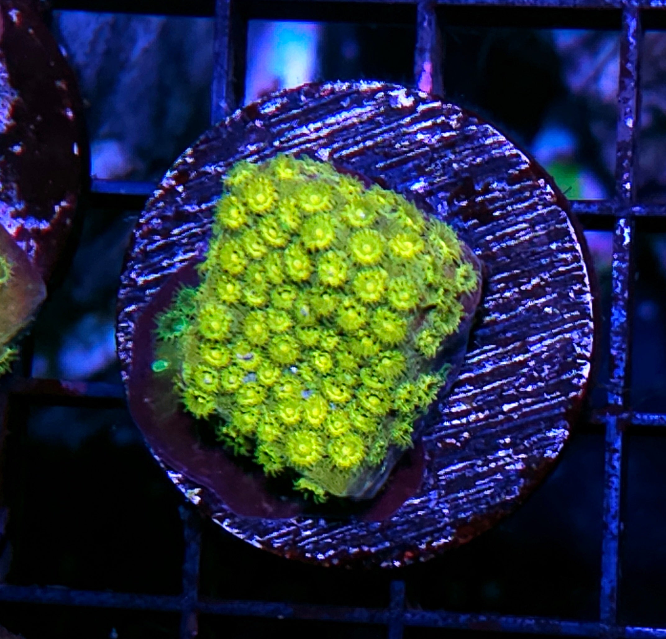 Wonder Wizard Cyphastrea – Hellfire Frags