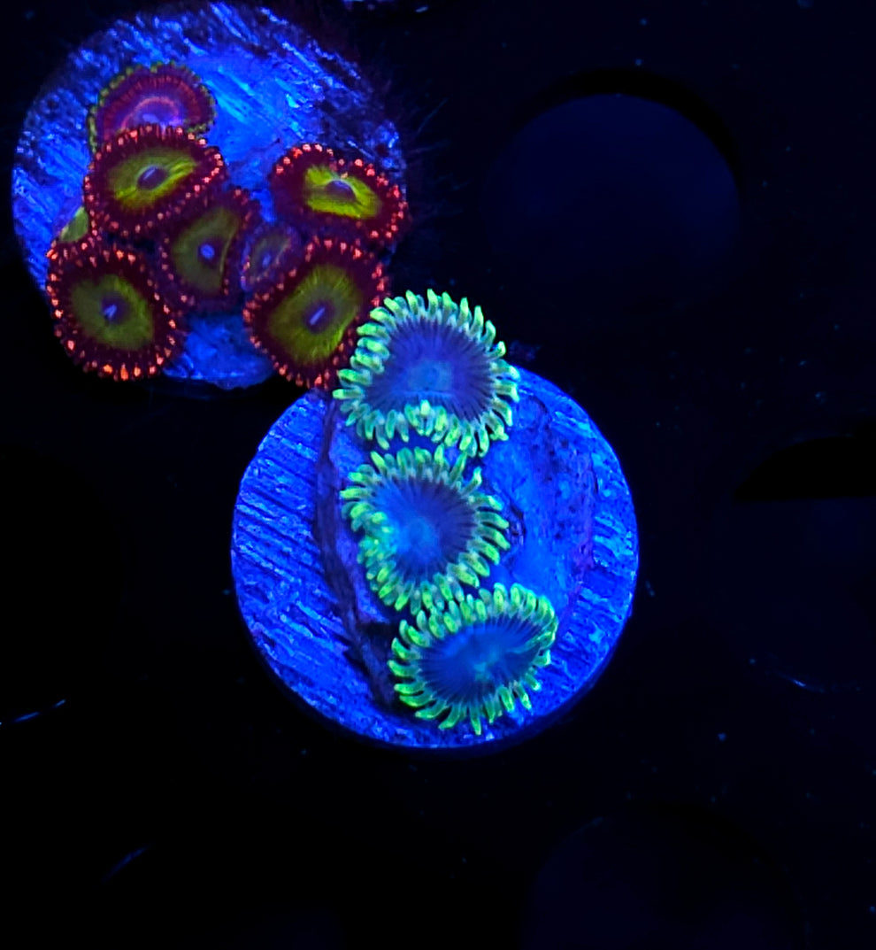 Hydro Bomb Zoas – Hellfire Frags