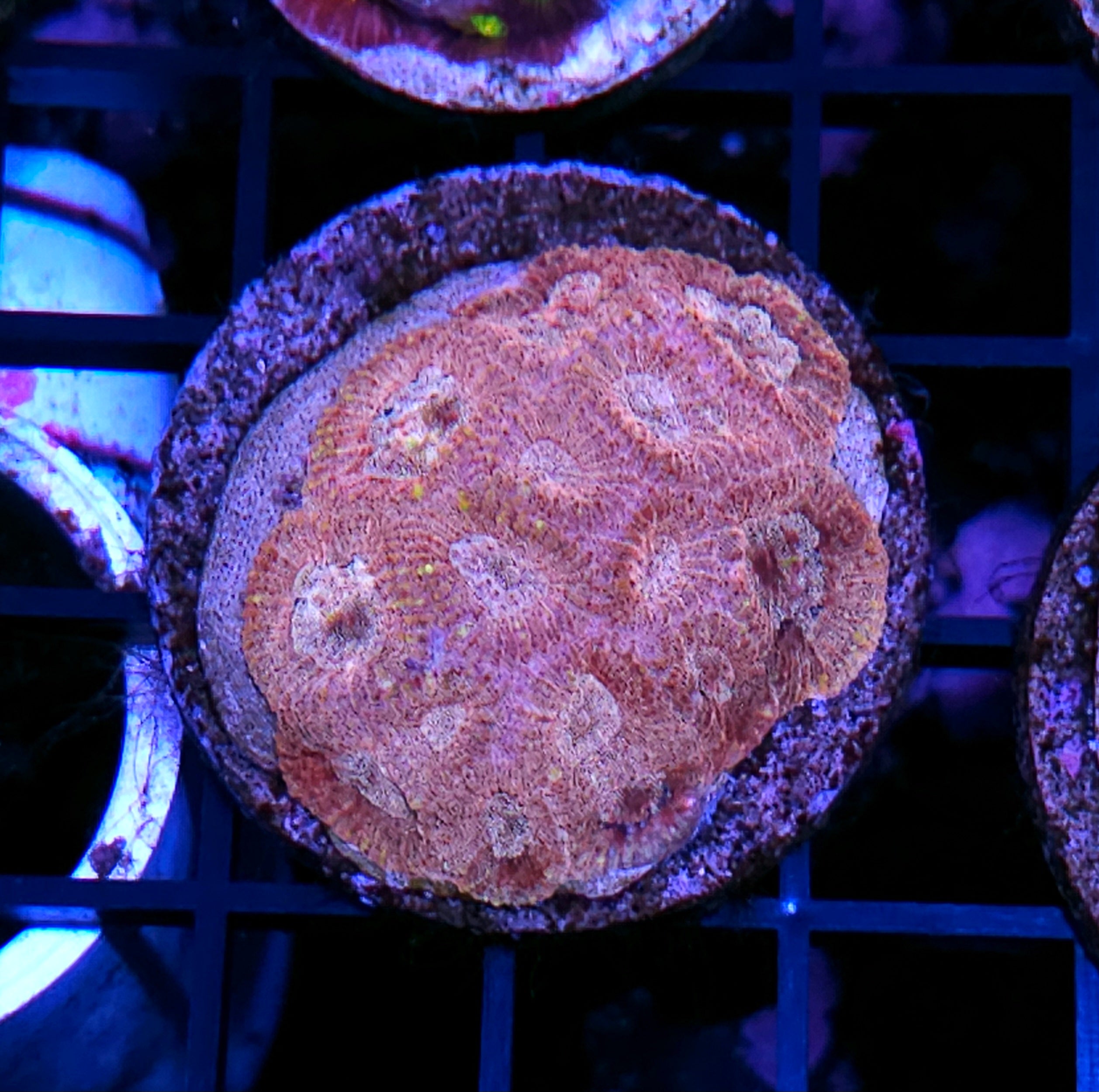 HF Champagne Pappi Favia Colony – Hellfire Frags