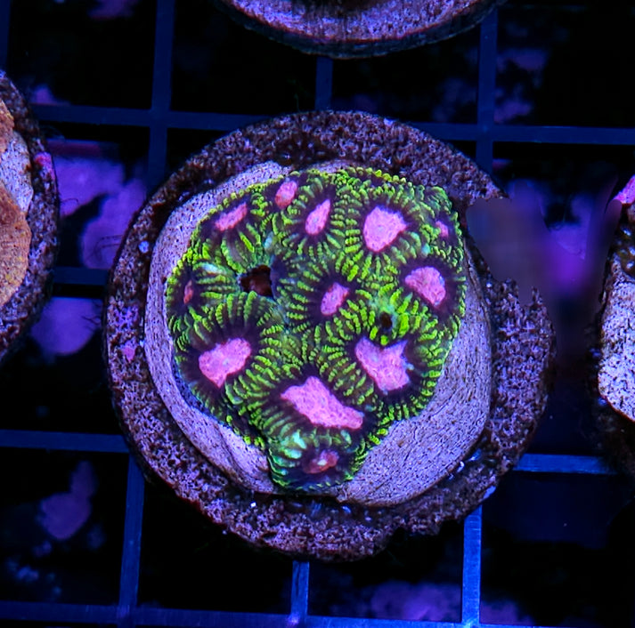 HF Beetlejuice Favia Colony – Hellfire Frags