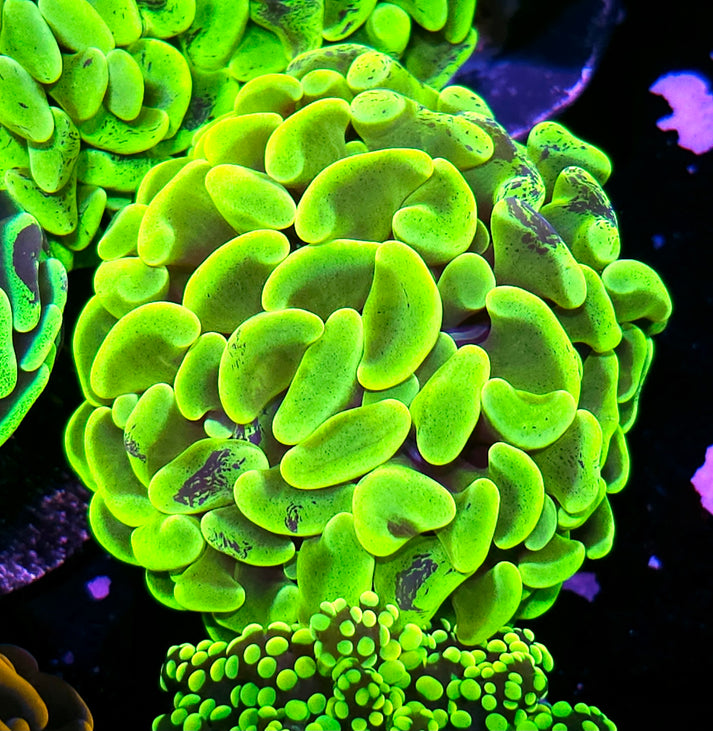 Absinthe Fat Head Branching Hammer – Hellfire Frags