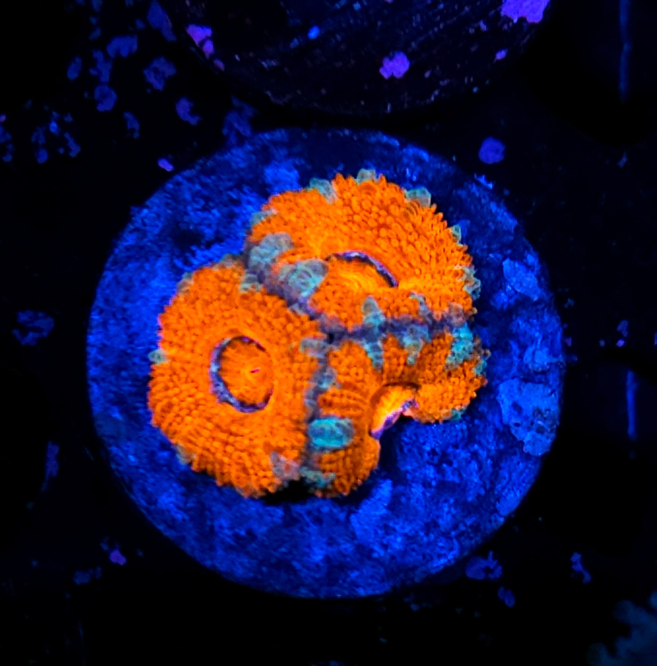 Novarine Acan – Hellfire Frags