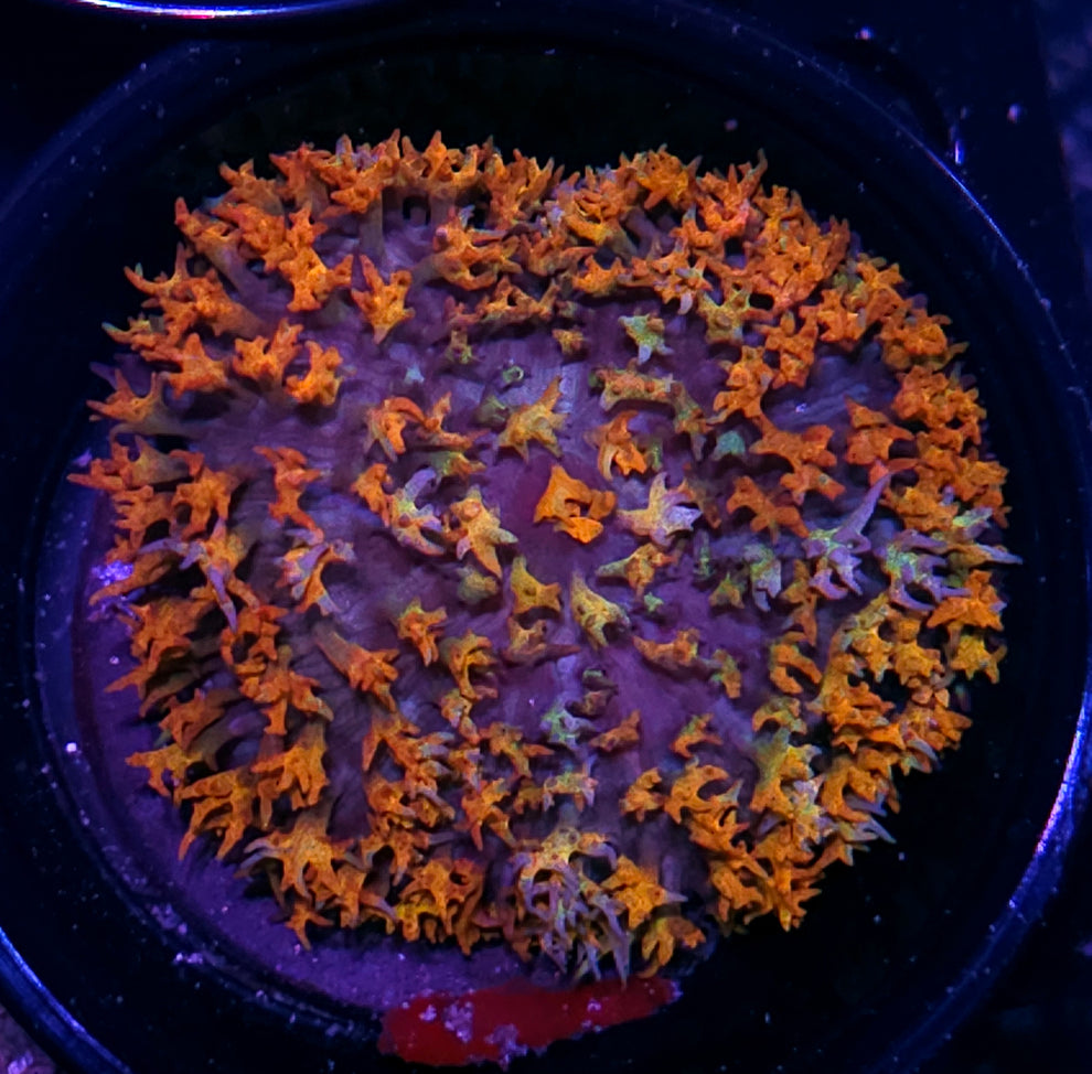 Clown 🤡 Confetti 🎊 St Thomas Mushroom – Hellfire Frags