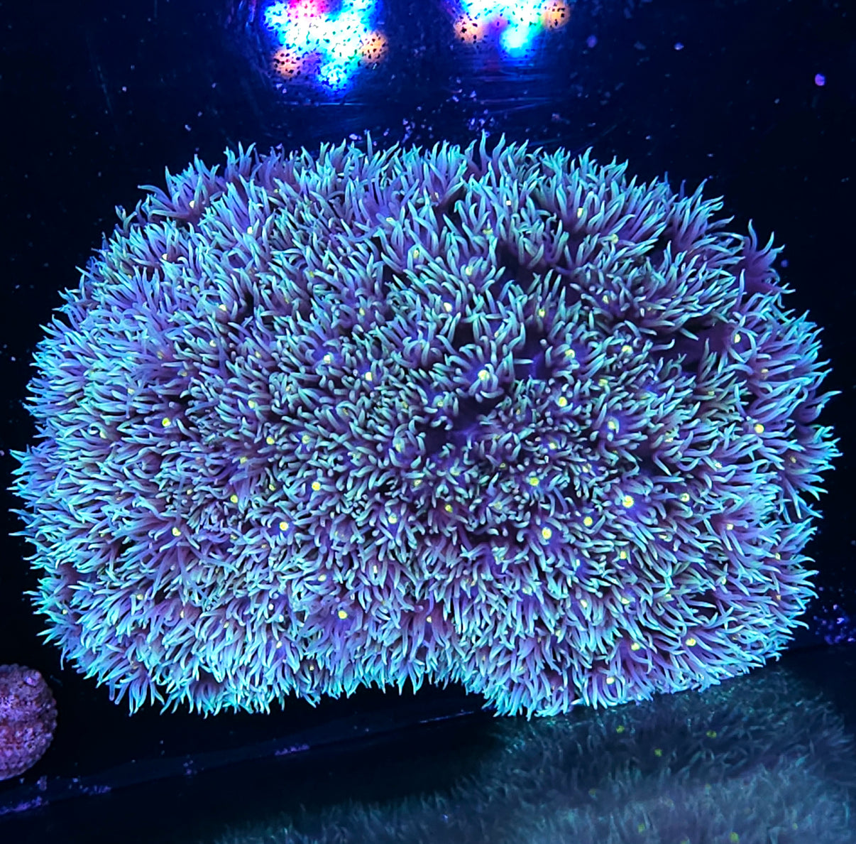 5" Alien 👽 Invasion Goniopora Colony – Hellfire Frags