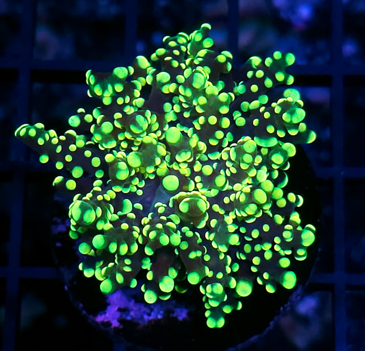 Yellow Brick Road Yayemensis – Hellfire Frags