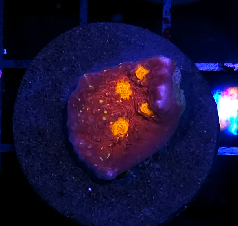 Solarsphere Chalice – Hellfire Frags